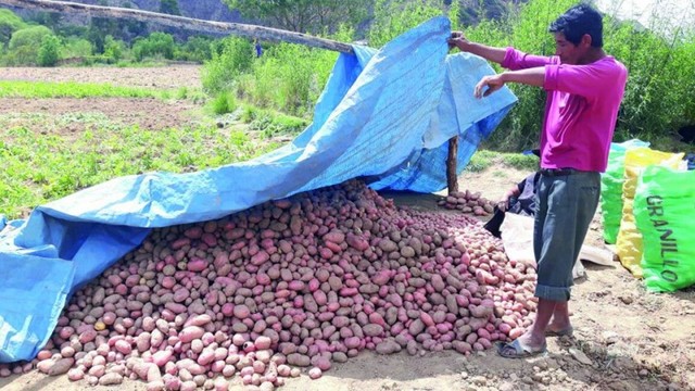 Papa: Cosecha alcanzó a 15 toneladas por hectárea