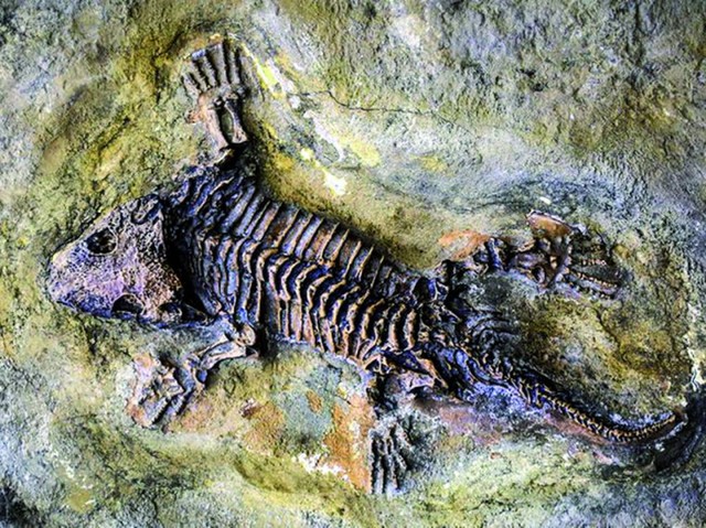 Descubren un lagarto extinto... ¡de cuatro ojos!