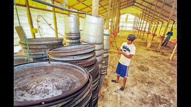 Un 30% de productores deja de criar pollos