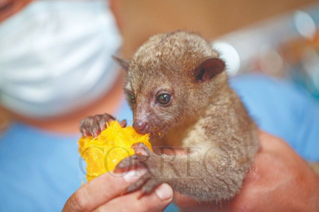 Agustín, el mono michi, partió rumbo a bioparque de La Paz