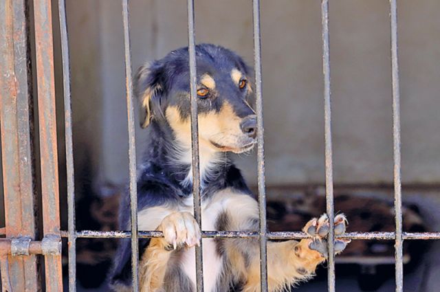 Declaran alerta naranja por casos de rabia canina