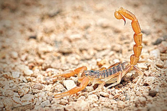 Bolivia: Revelan que hay 30 especies de alacranes