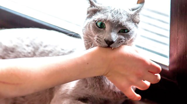 Sucre: Hospital reporta casos de ataques felinos