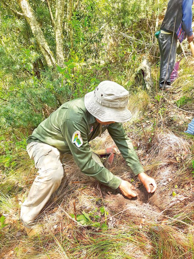 El Palmar: Siembran semillas de la palmera janchicoco en Molani