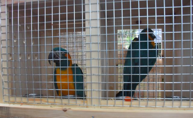 Repatrían de Inglaterra a cinco parabas azules y las llevan a un centro ...