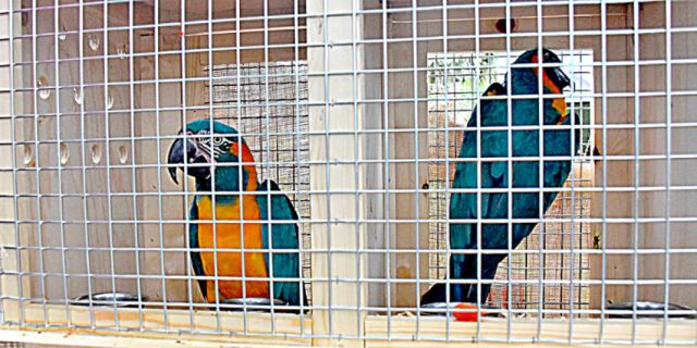 Cinco parabas azules son repatriadas de Inglaterra