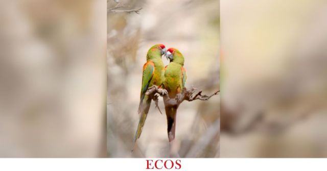 La Paraba Frente Roja y sus protectores