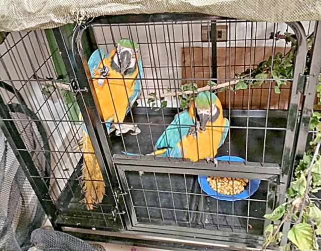 Rescatan a dos parabas en una casa en Sucre