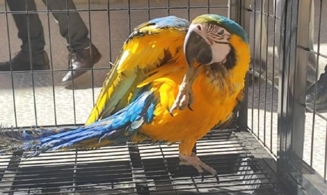 Rescatan un guacamayo de barba azul en la ciudad de Potosí