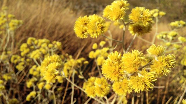 Propiedades de la Wira wira andina