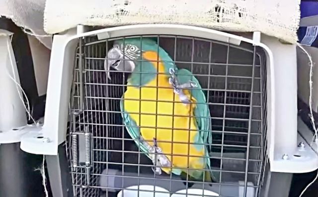 Repatrian 14 parabas Barba Azul a Bolivia