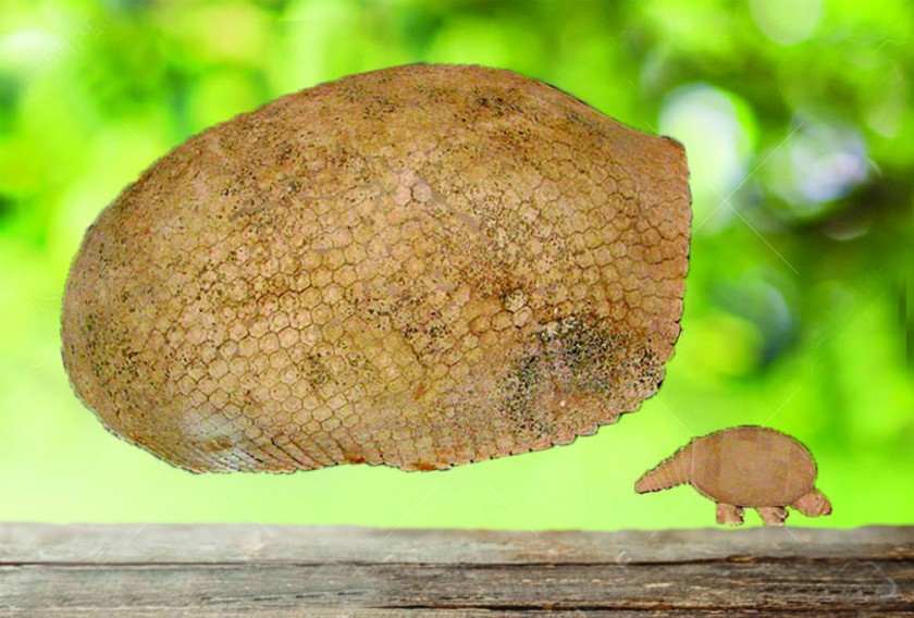 Gliptodonte hallado en Yamparáez es una especie única en el mundo