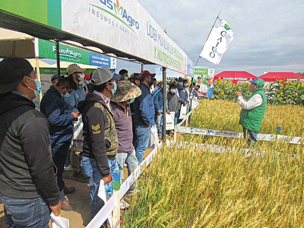 Baja la producción de trigo