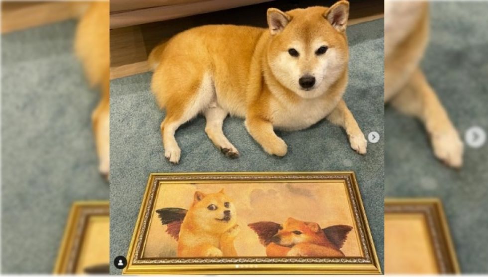 Muere el perro viral de internet “Cheems” víctima de un cáncer