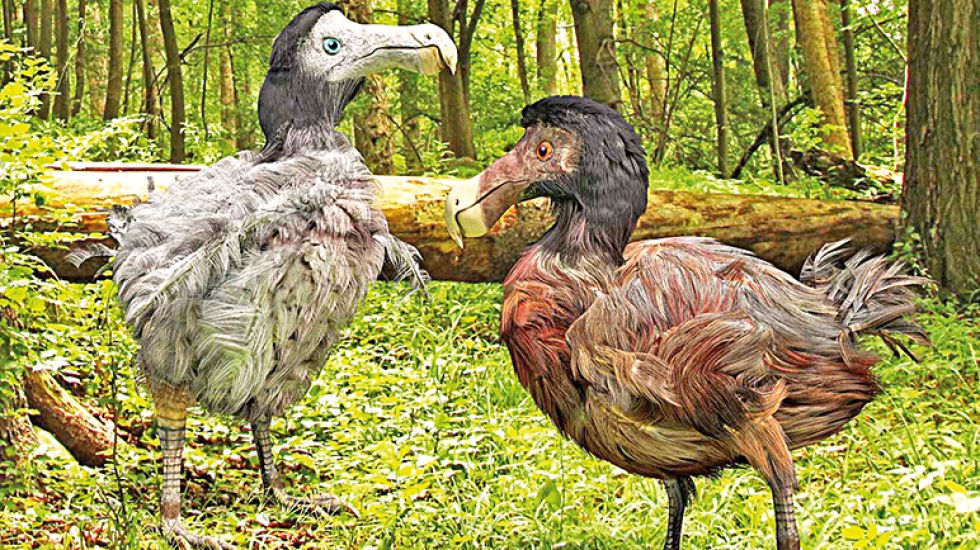 El hombre provocó la extinción global de 1.430 especies de aves