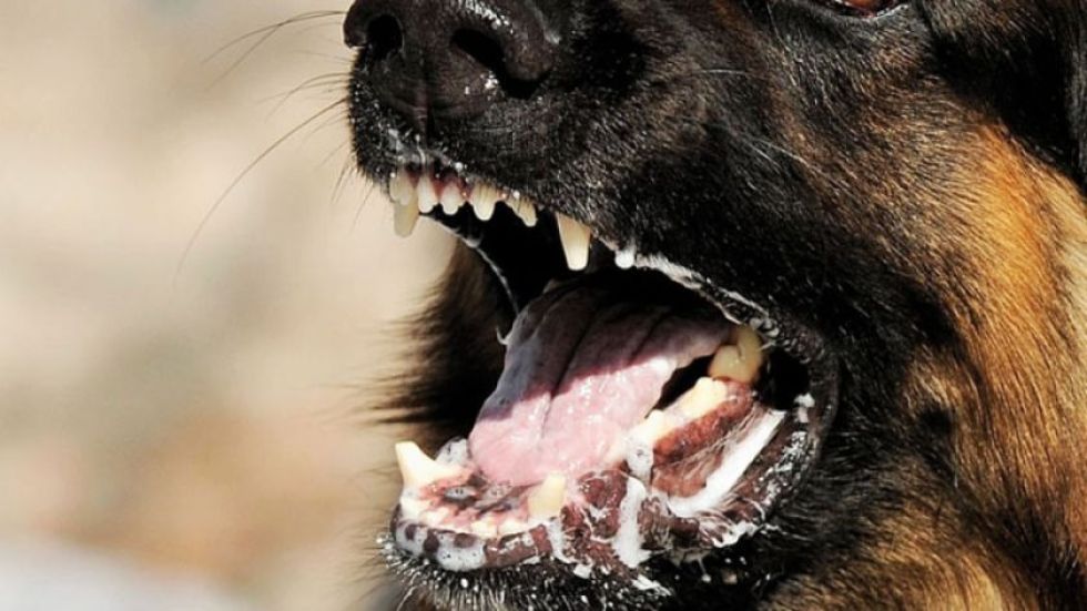 Chuquisaca cerró el 2023 con 40 casos de rabia canina